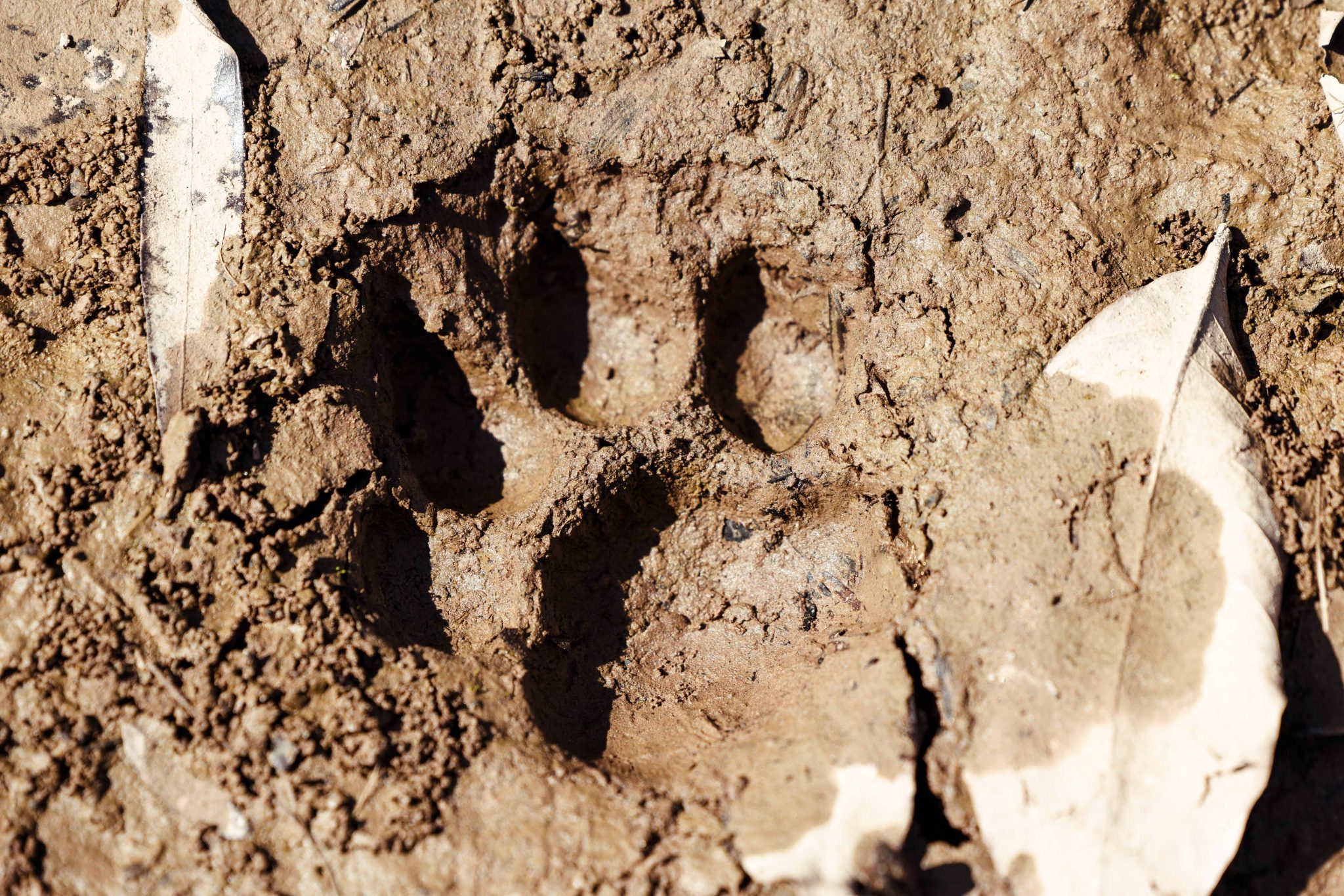 The Road to Golden Dorado | Stories | Loop Tackle